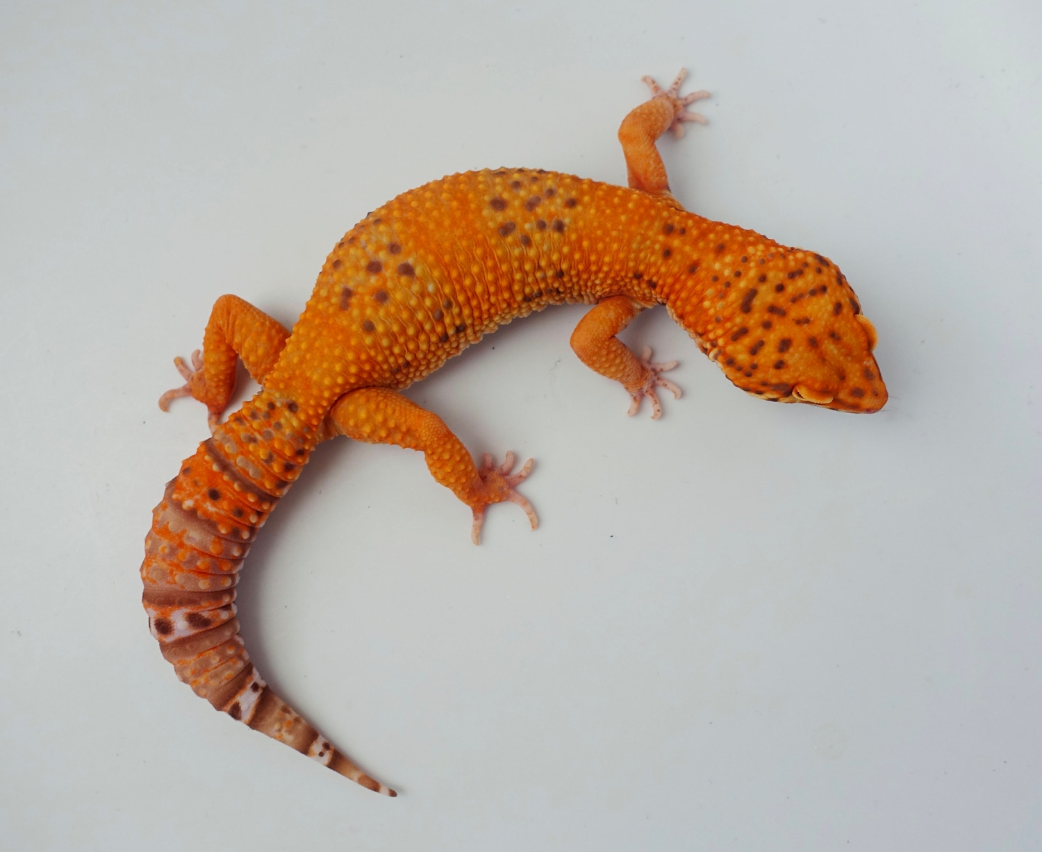 Inferno Tangerine Bell Leopard Gecko by LM Geckos - MorphMarket