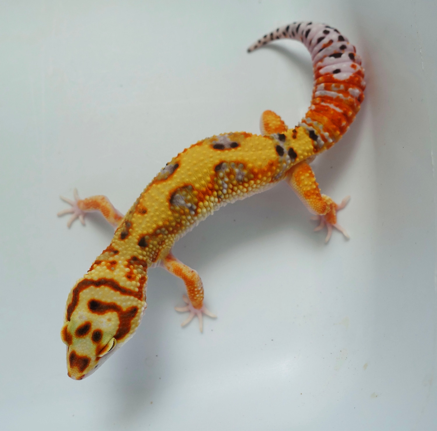 WY Tang Bold Bandit Leopard Gecko by LM Geckos - MorphMarket