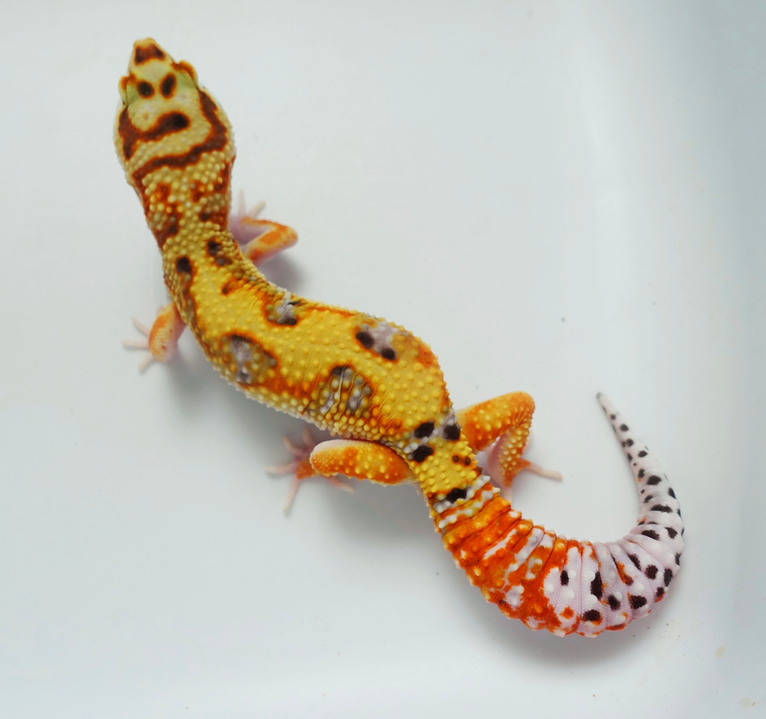 WY Tang Bold Bandit Leopard Gecko by LM Geckos - MorphMarket