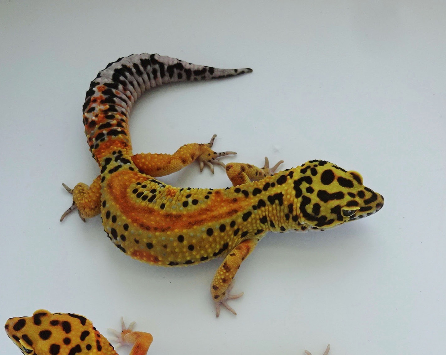 Tangerine Bold/Firebold Male Leopard Gecko by LM Geckos - MorphMarket