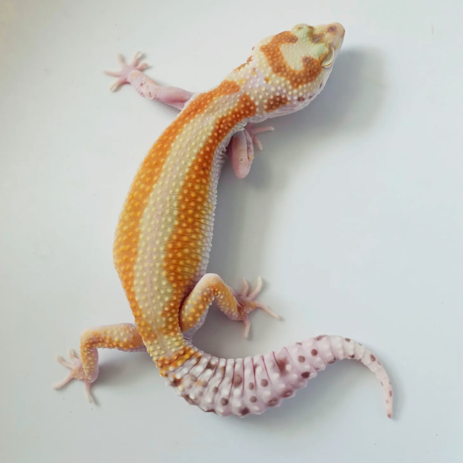WY Mack Snow Red Stripe Bell Leopard Gecko by LM Geckos - MorphMarket