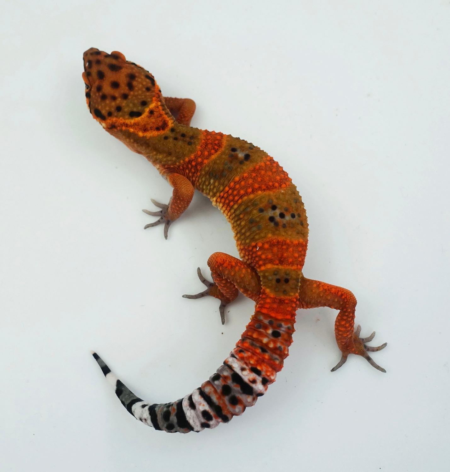 Tangerine Blood Emerine Male Leopard Gecko by LM Geckos - MorphMarket
