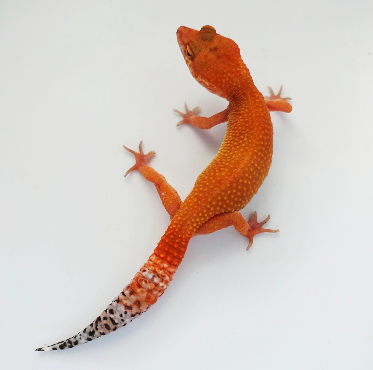Tangerine NDBE Female Leopard Gecko by LM Geckos - MorphMarket
