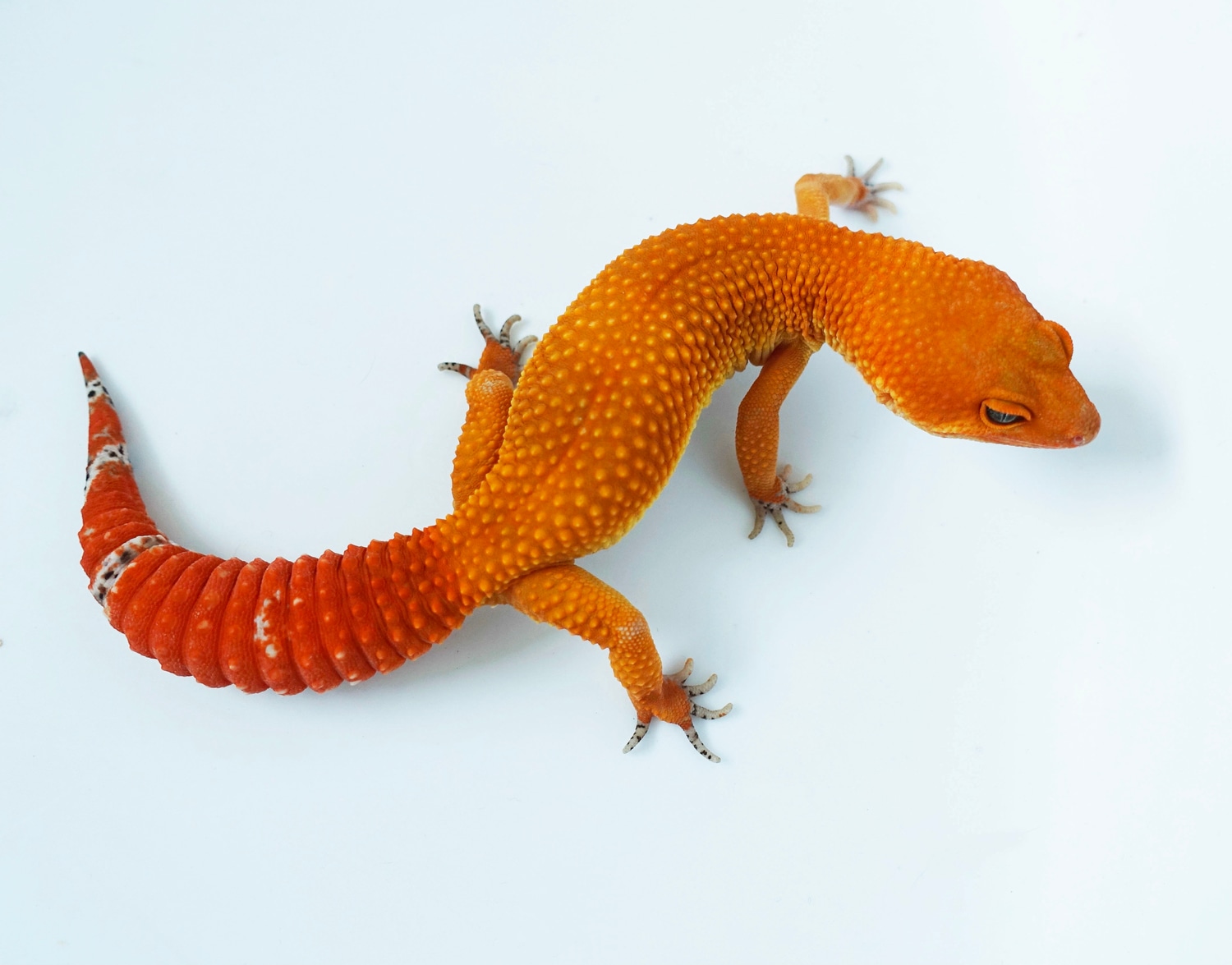 Blood Tangerine Leopard Gecko by LM Geckos - MorphMarket