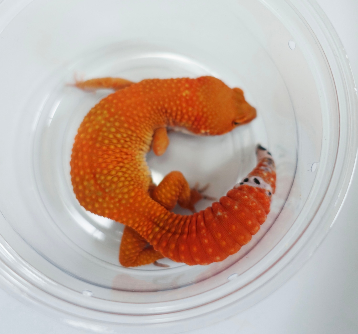 MT Tangerine Leopard Gecko by LM Geckos - MorphMarket