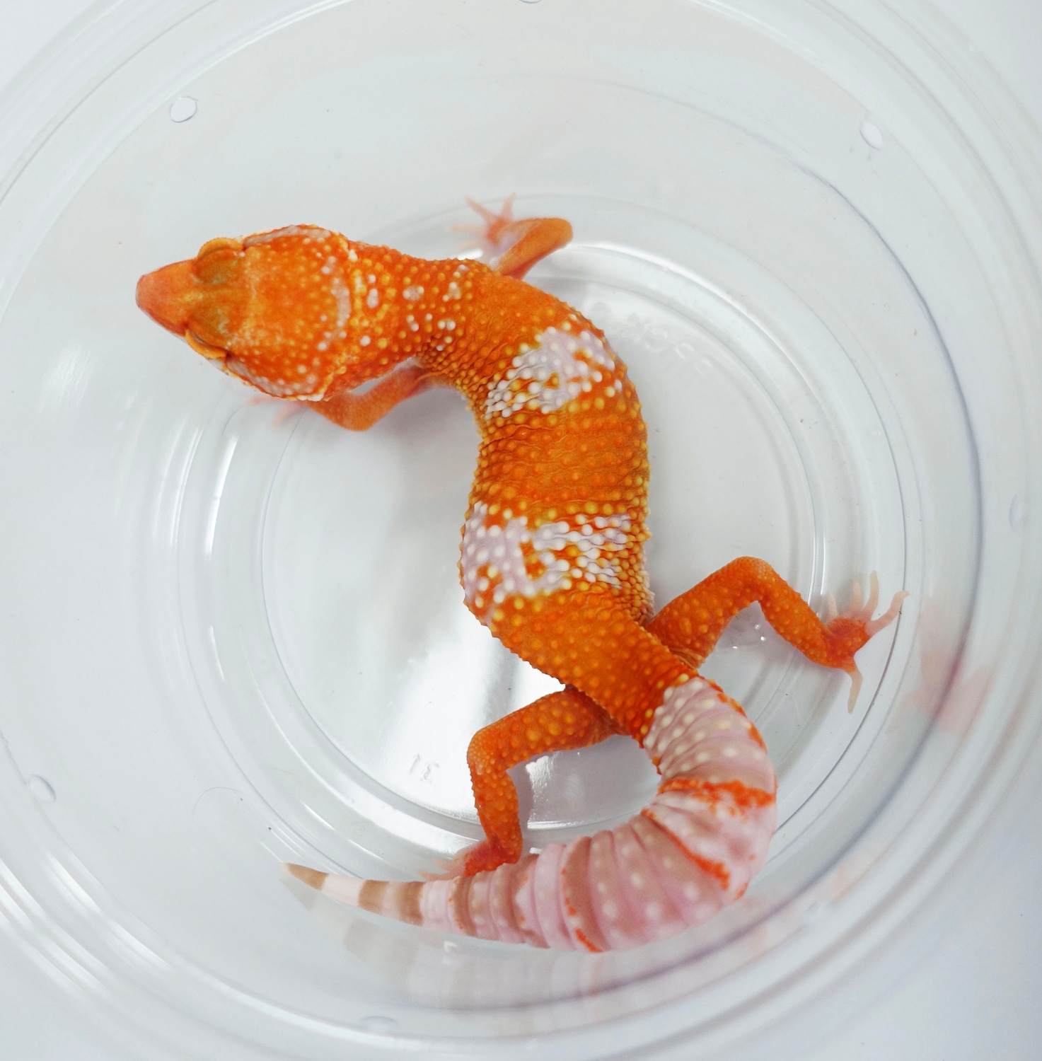 GGG Tangerine Tremper Leopard Gecko by LM Geckos - MorphMarket