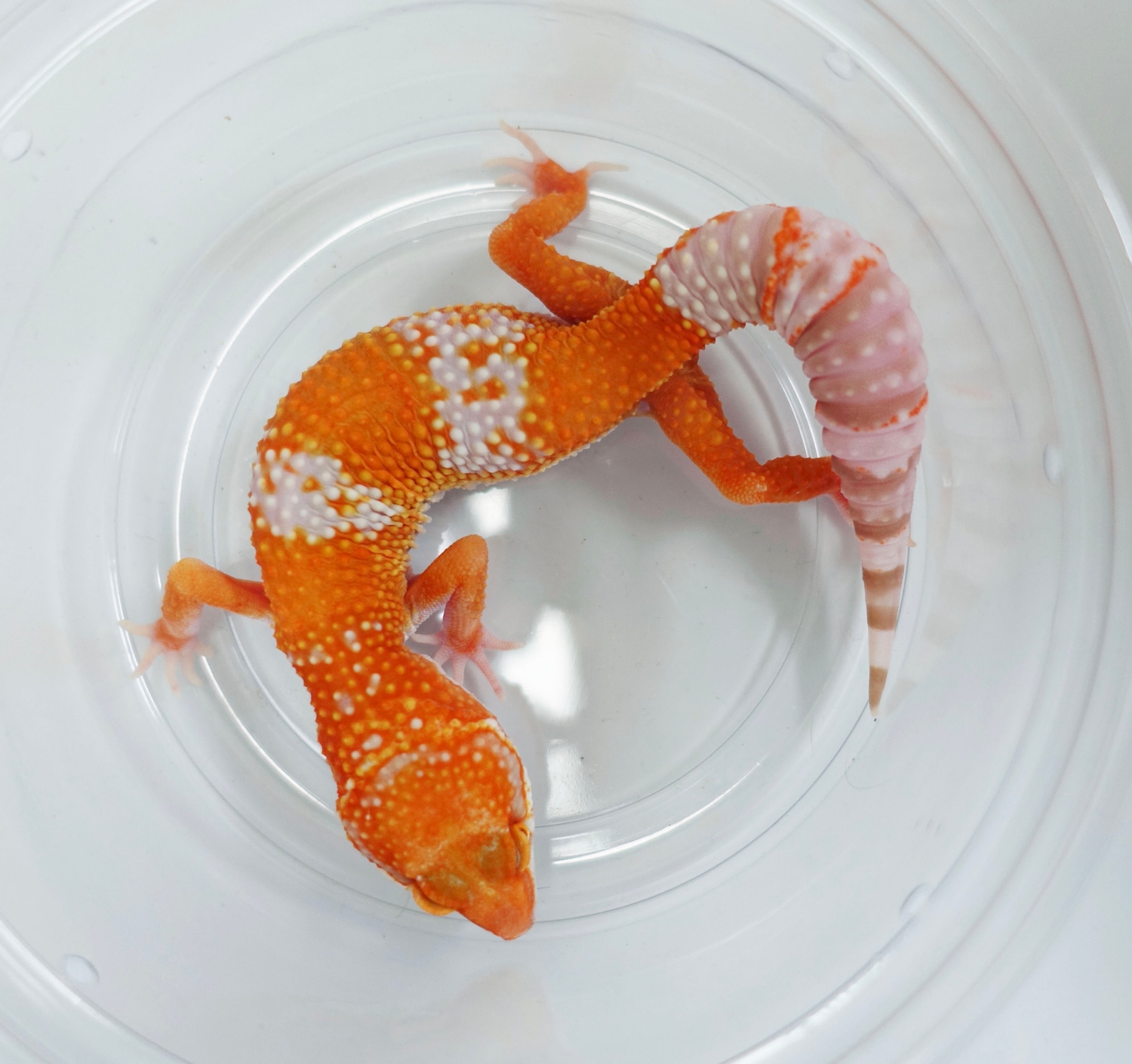 GGG Tangerine Tremper Leopard Gecko by LM Geckos - MorphMarket