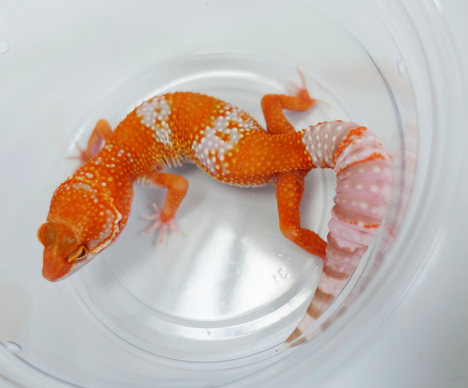 GGG Tangerine Tremper Leopard Gecko by LM Geckos - MorphMarket