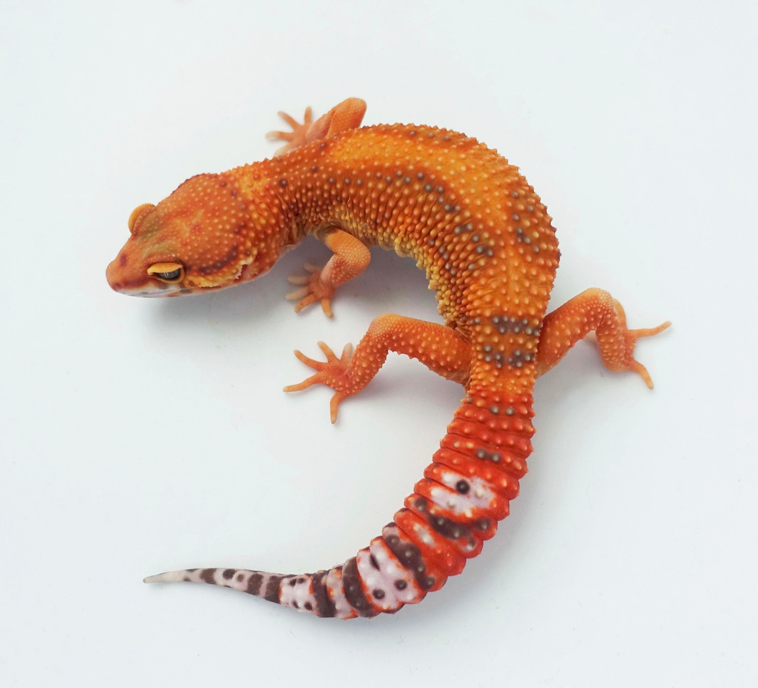 Tangerine Tremper Leopard Gecko by LM Geckos - MorphMarket