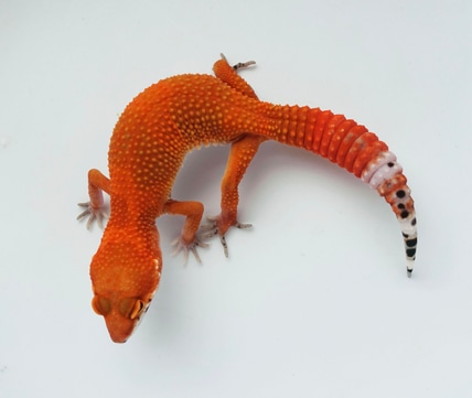 GGG Tangerine Tremper Leopard Gecko by LM Geckos - MorphMarket