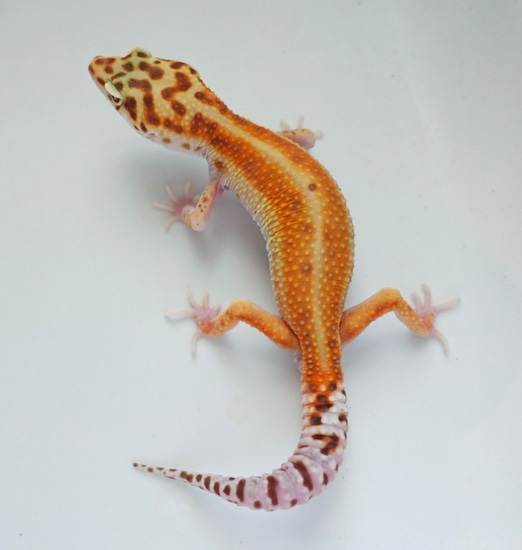WY Red Stripe Tremper Leopard Gecko by LM Geckos