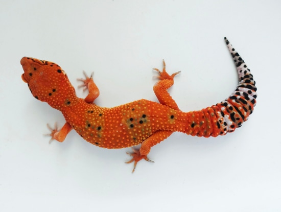 Inferno Tangerine Leopard Gecko by LM Geckos