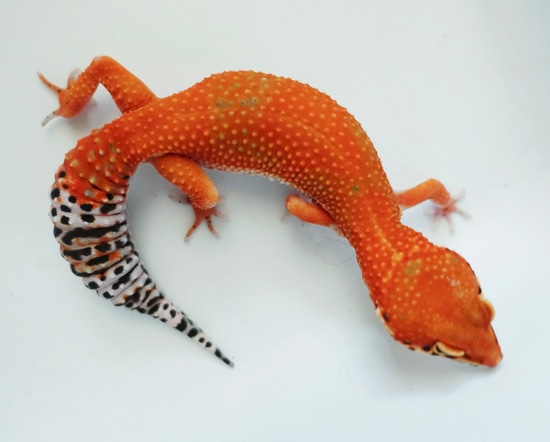 Inferno Tangerine Leopard Gecko by LM Geckos