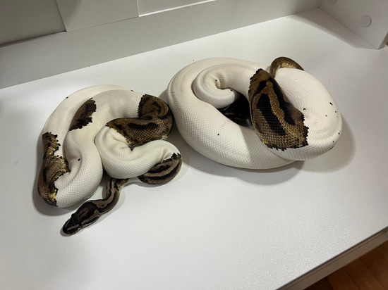 Proven Breeders Ball Python by Wv constrictors
