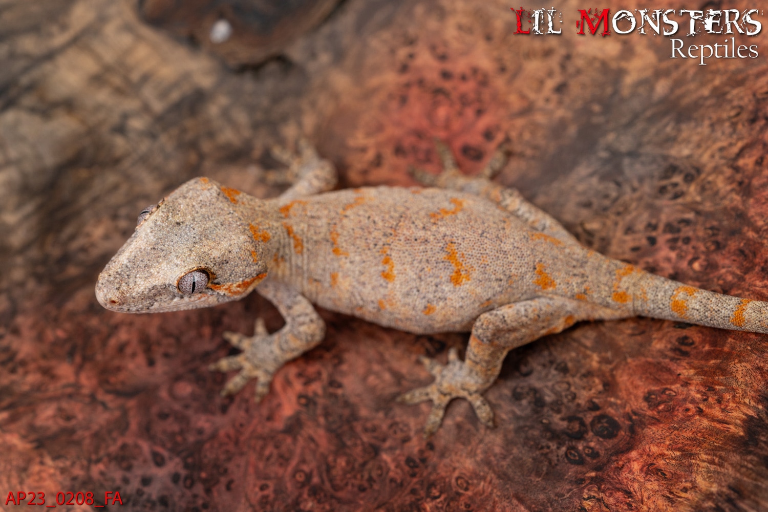 Blotch Gargoyle Gecko by LIL MONSTERS Reptiles - MorphMarket