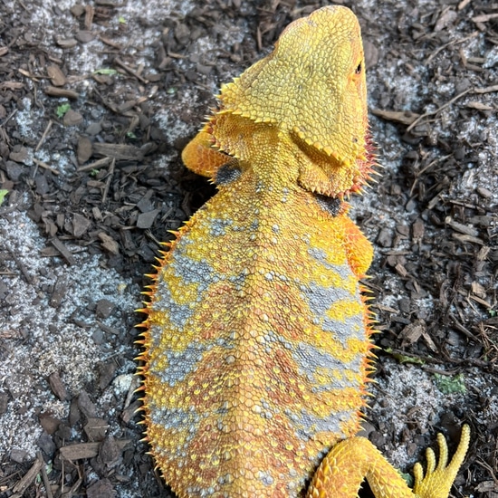 RTB Female Hypo Tiger Central Bearded Dragon by Smashing Dragons