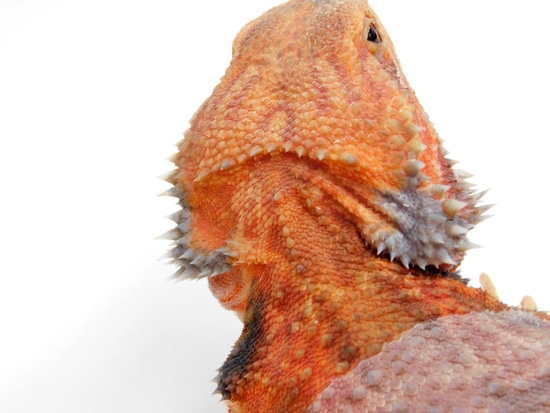 Orange Trans Paradox Central Bearded Dragon by Smashing Dragons