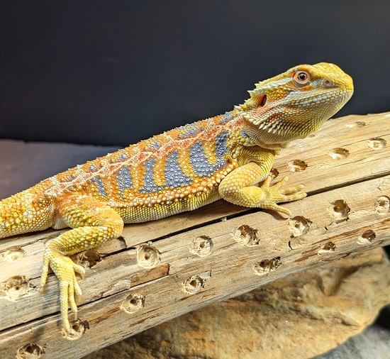 Holdback Quality Hypo Citrus Tiger Central Bearded Dragon by Smashing ...