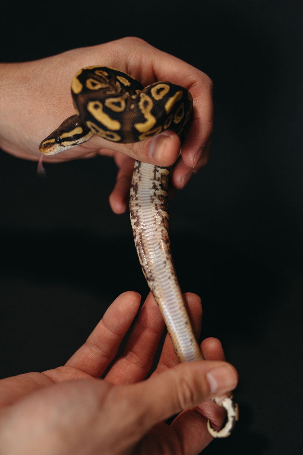 Yellowbelly Ball Python by Local Reptiles - MorphMarket