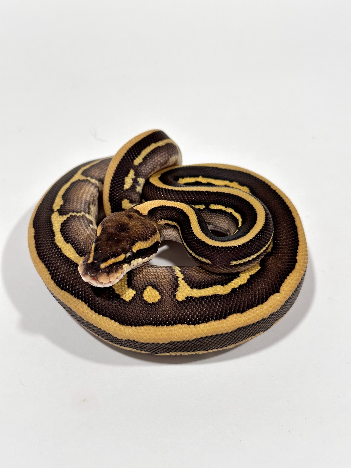 1.0 Leopard Butter Male (Poss Vanilla + Het Clown) Ball Python by Local ...