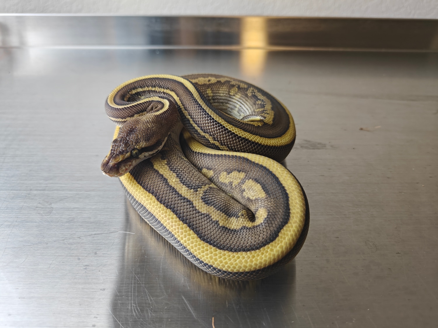 Leopard Butter Poss Het Clown Ball Python by Local Reptiles - MorphMarket