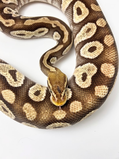 Female Desert Ghost Mojave (Proven + RTB) DG Ball Python by Local Reptiles