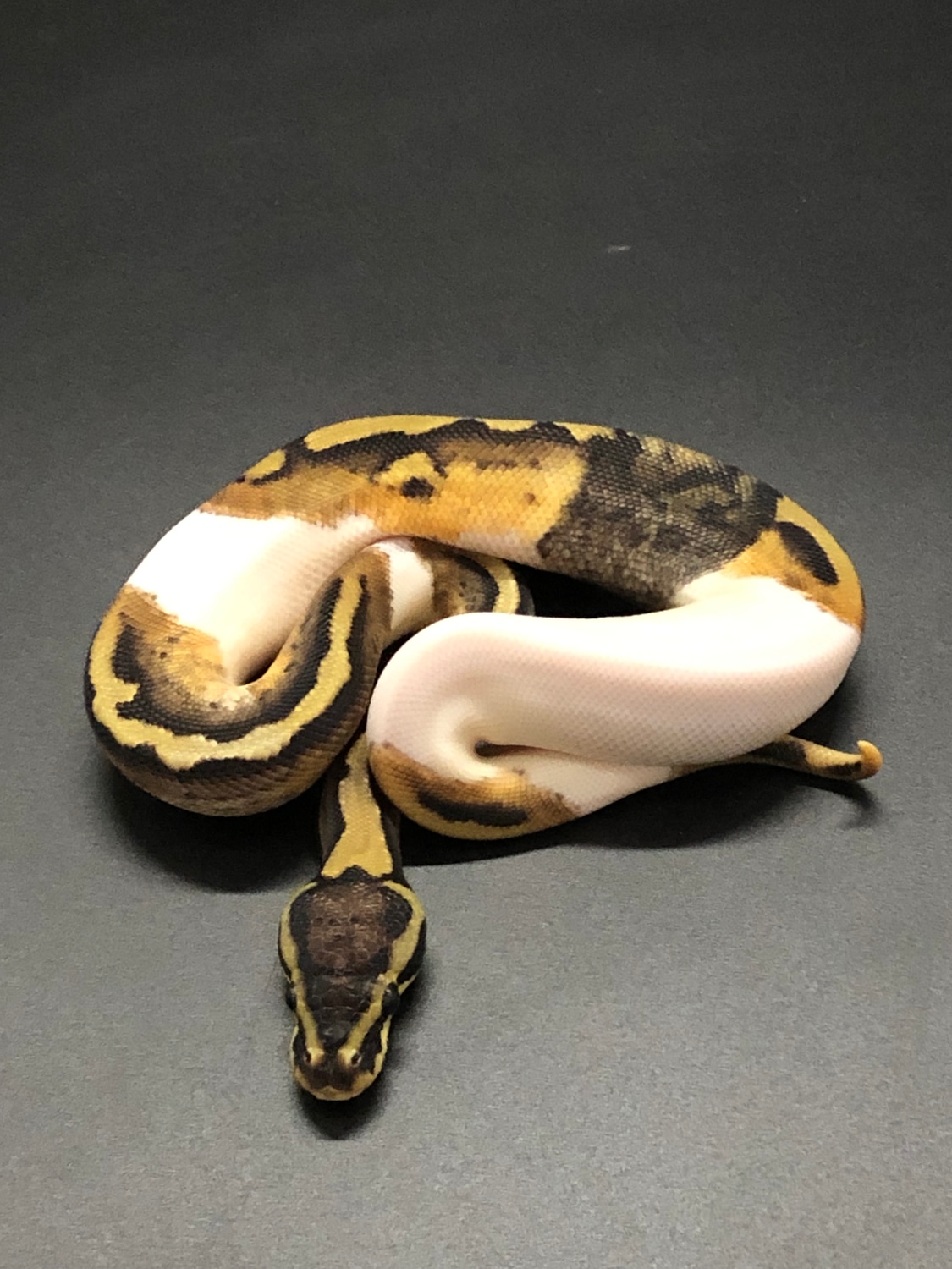 Pastel Paradox Piebald Ball Python by Lockdown Reptiles LLC - MorphMarket