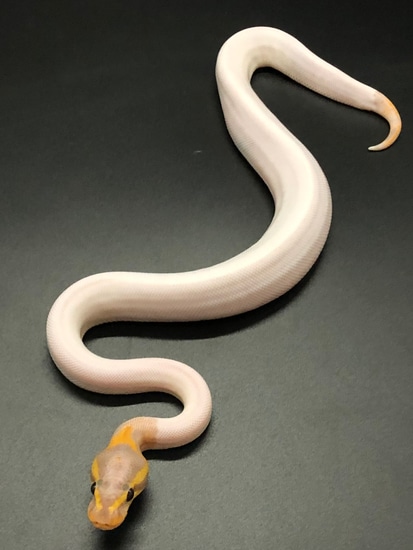 Coral Glow Piebald Ball Python by Lockdown Reptiles LLC
