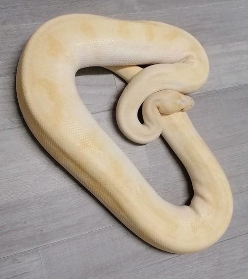 Albino Champagne Poss Pastel Only For Hamm In March Ball Python by ...