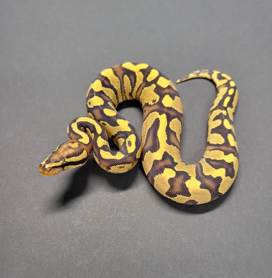 Disco/ Fire Yellowbelly Het Clown Ball Python by Locked N' Loaded Ball Pythons LLC