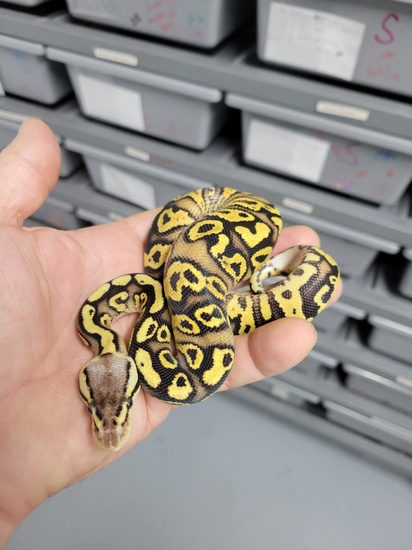 Pastel Yellowbelly Disco/ Fire Het Clown Ball Python by Locked N ...