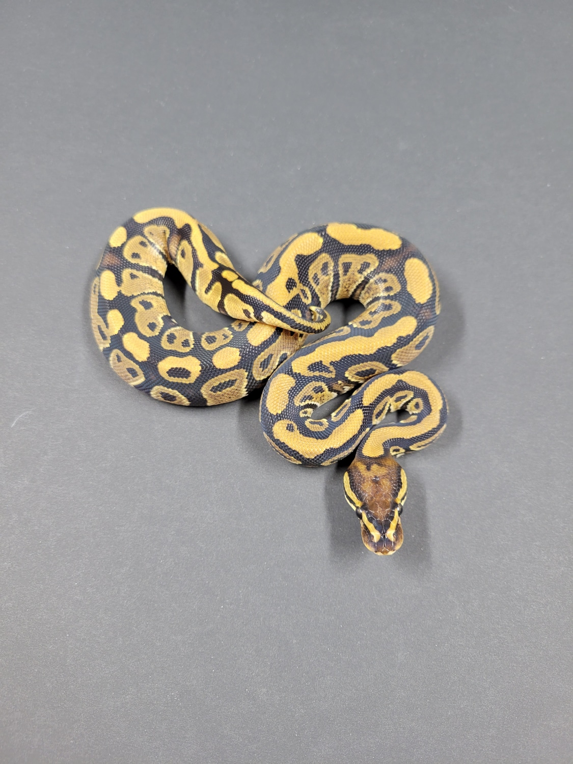 Het Clown Ball Python by Locked N' Loaded Ball Pythons LLC - MorphMarket