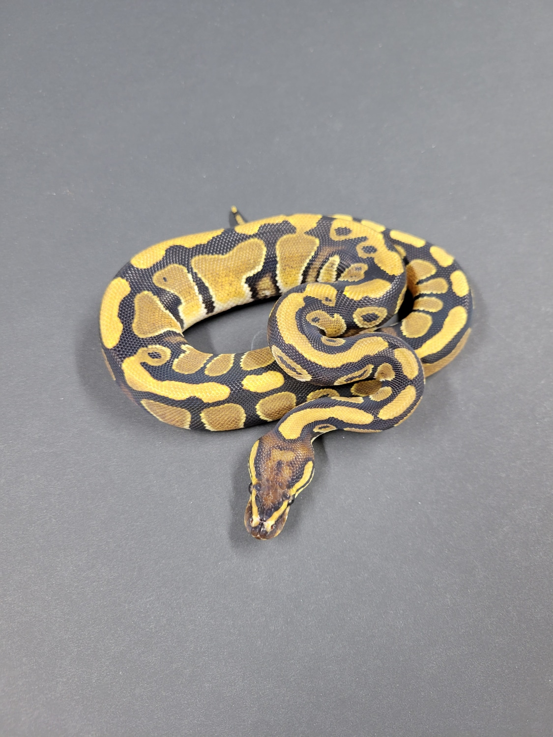 Het Clown Ball Python by Locked N' Loaded Ball Pythons LLC - MorphMarket