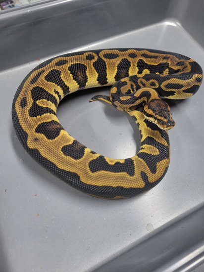 Leopard Dbl Het DG Het Clown Ball Python by Locked N' Loaded Ball ...