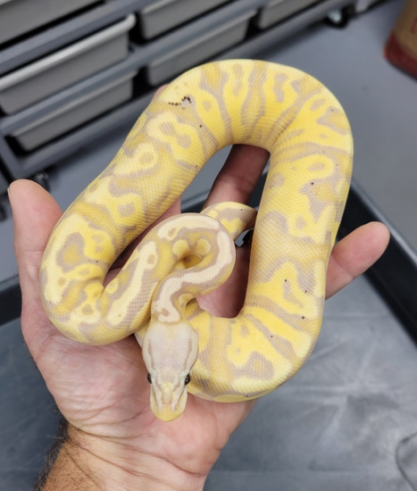 Banana Disco/ Fire Pastel (Pos) OD HetClown Ball Python by Locked N ...