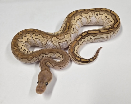 Cinder Lesser Clown Ball Python by Locked N' Loaded Ball Pythons LLC