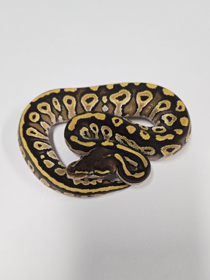 Mojave Triple Het Monsoon Ultramel Pied Ball Python by Locked N' Loaded ...