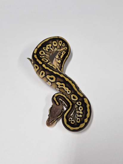 Pastel Mojave Triple Het Monsoon Ultramel Pied Ball Python by Locked N ...