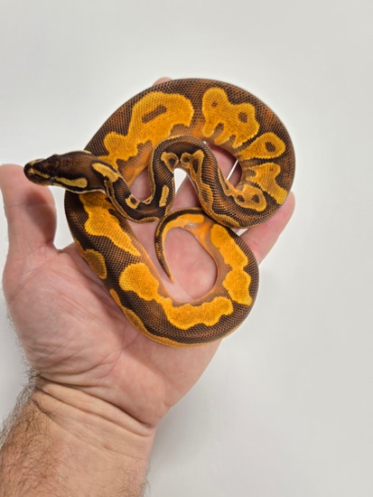 Scrambler BlackPastel Enchi OD Ball Python by Locked N' Loaded Ball ...