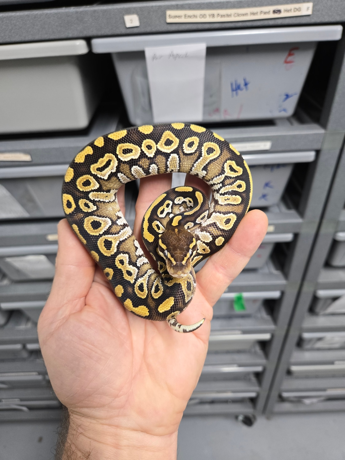 Locked N' Loaded Ball Pythons LLC's Collection - MorphMarket