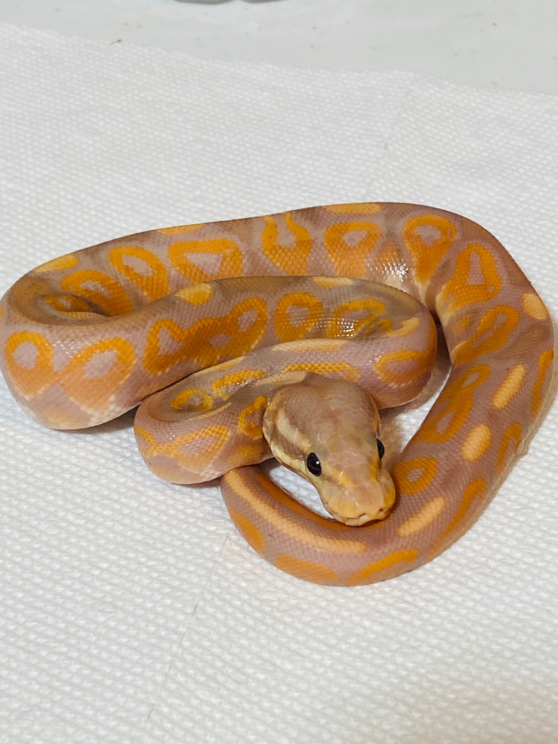 Coral Glow Black Pastel 50 % POS Pied 50 % POS Albino Ball Python by ...