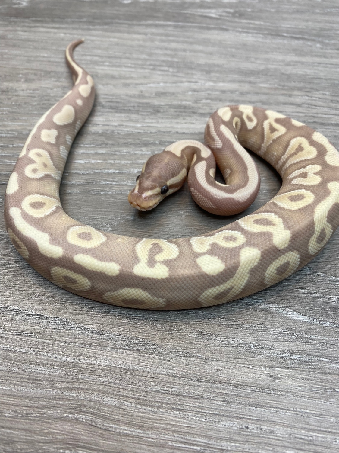 Mojave Coral Glow Yellowbelly Het Pied Ball Python by SaulsBalls ...