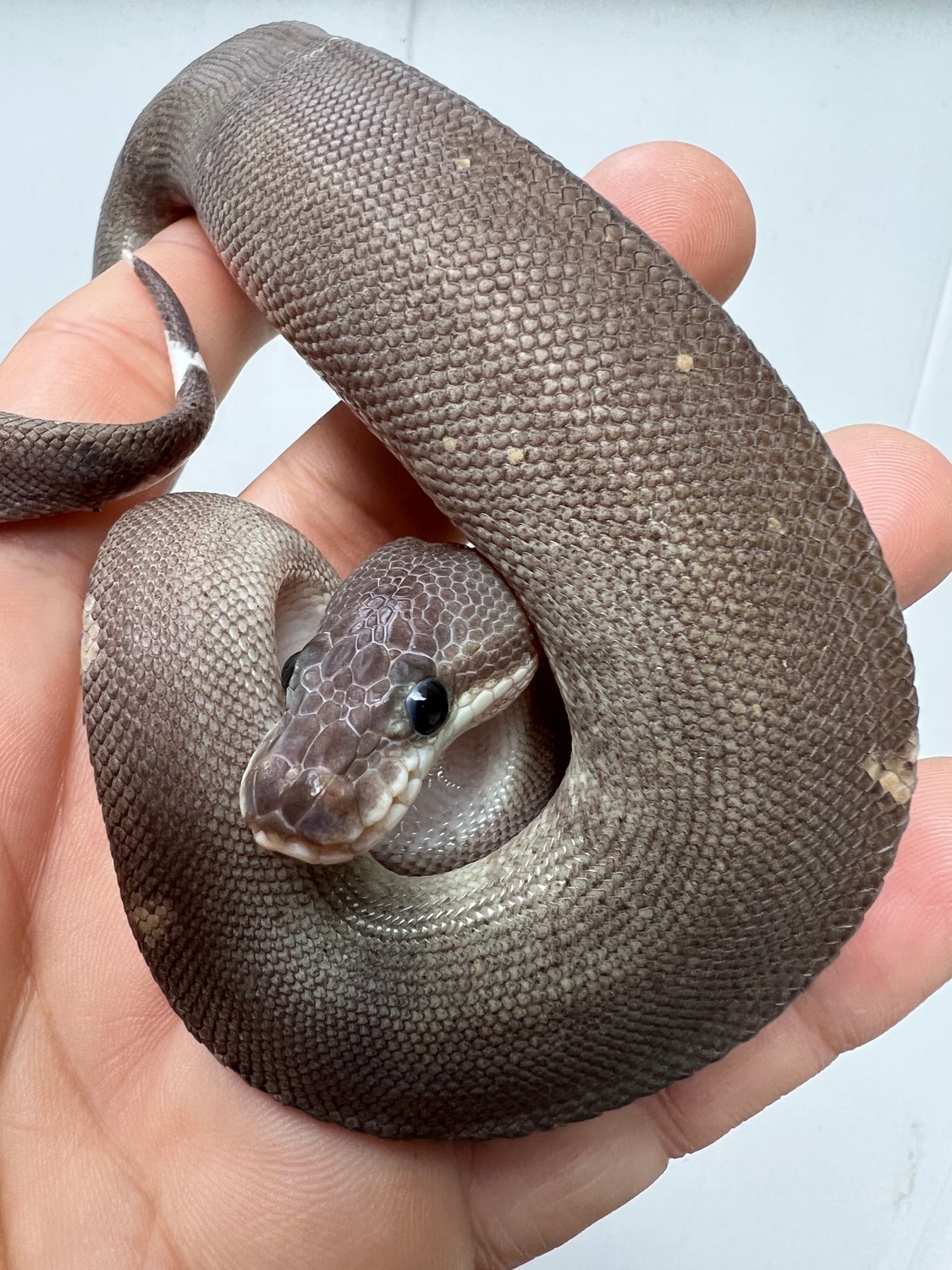 Super Cinnamon Fire Ball Python by SaulsBalls - MorphMarket