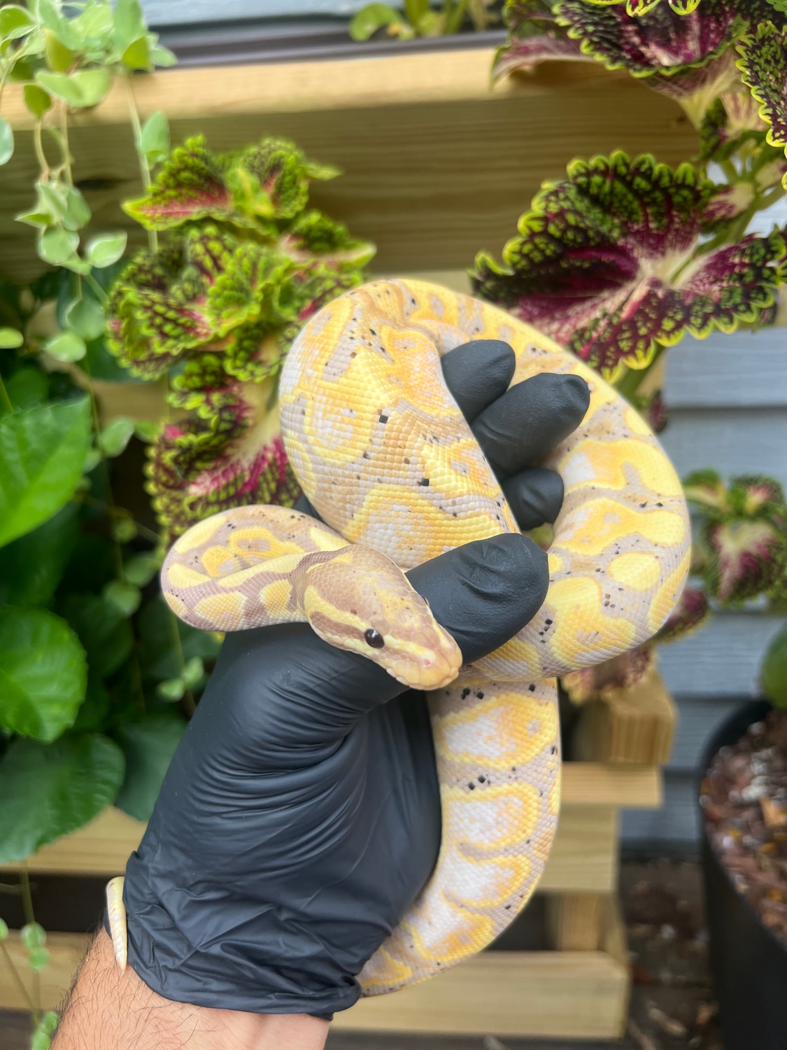 Coral Glow Paradox Ball Python by SaulsBalls - MorphMarket