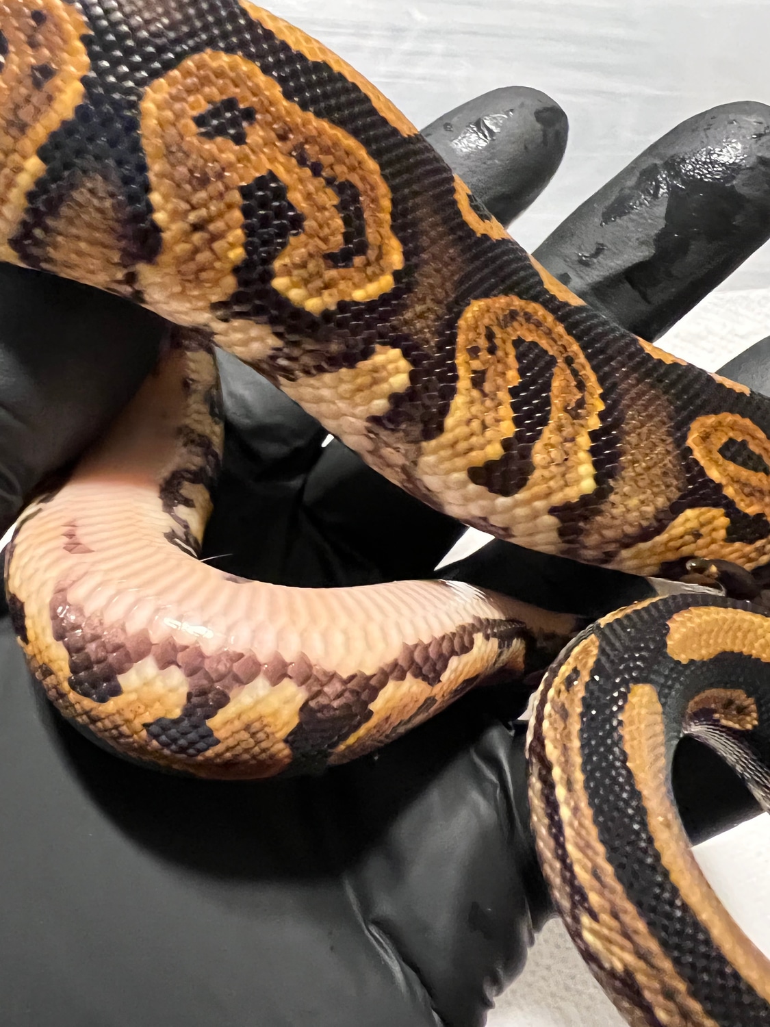 Black Pastel Het Pied Ball Python by SaulsBalls - MorphMarket