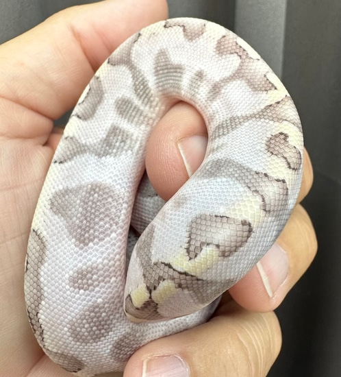 Enchi Bamboo Pastel Ghi Ball Python by SaulsBalls