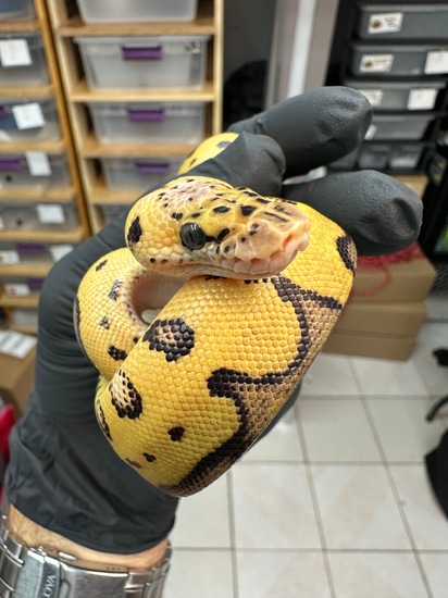 Pastel Xtreme Gene Blade Clown Ball Python by SaulsBalls