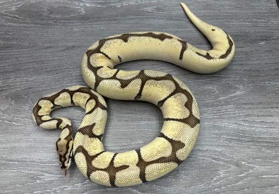 Mojave Orange Dream Spider Ball Python by SaulsBalls