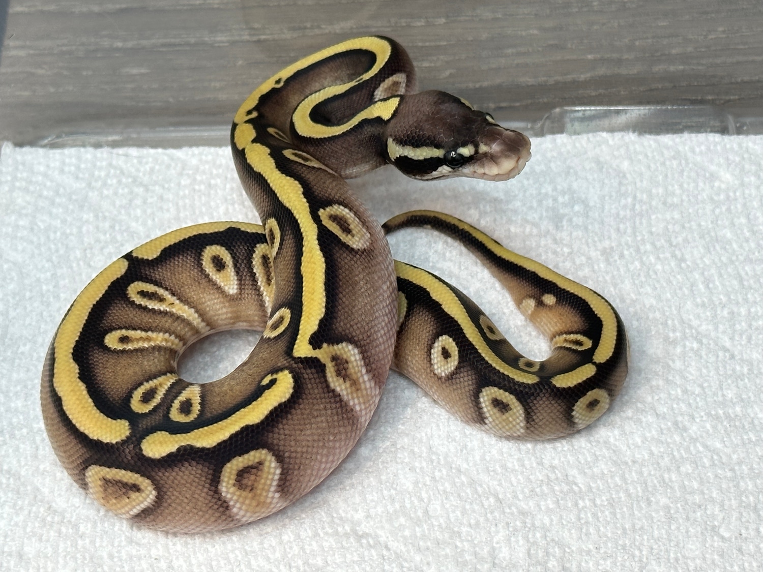 Orange Dream Mojave Enchi Ball Python by SaulsBalls - MorphMarket