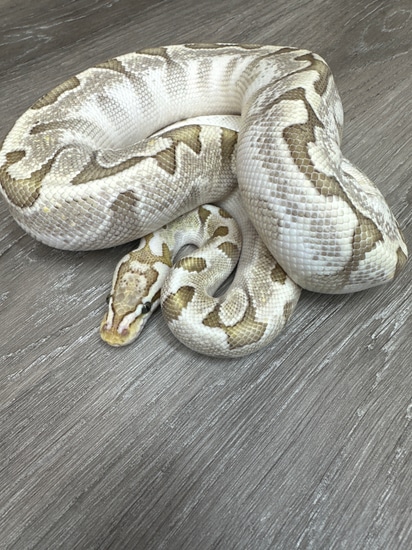 Bamboo GHI Enchi Ball Python by SaulsBalls